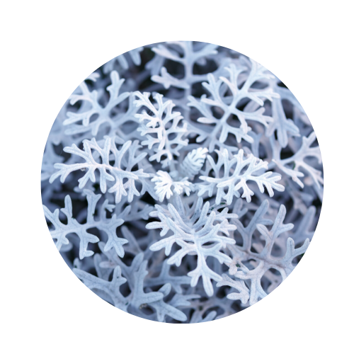 Dusty Miller - Forget Me Nots